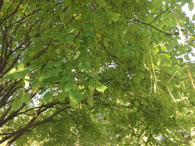 Tour Lancaster's arboretum and find trees that are rare, big and teeny ...