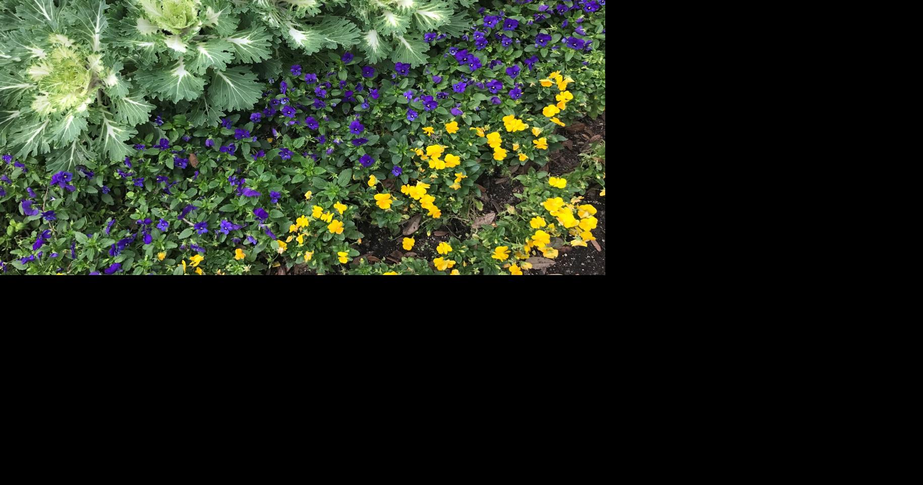 Planting colorful pansies a great way to kick off spring [Master ...