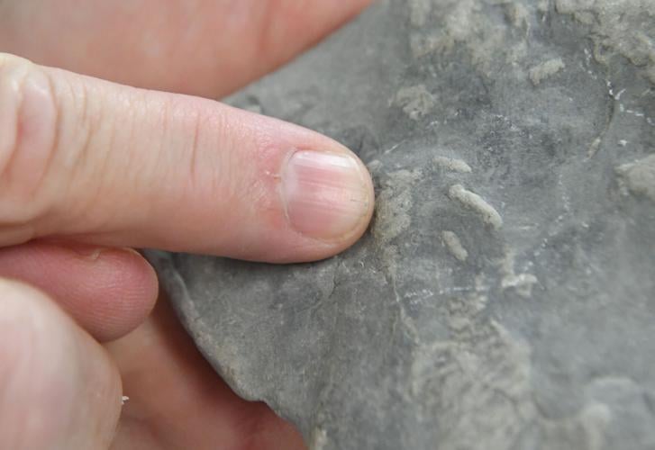 See 312-million-year-old fossilized footprints on display at this ...