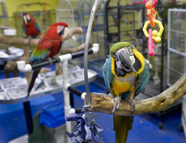 Nesting instincts: exotic bird rescue group is looking for a new home ...