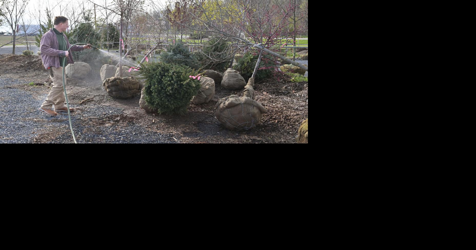 Here are 8 of the most popular trees to plant in Lancaster County ...