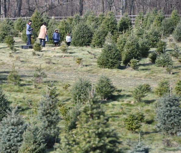 Christmas tree shopping is here at Miller's Christmas Tree Farm in ...