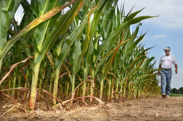 Farmers hope for rain as dry weather hampers crops | News ...