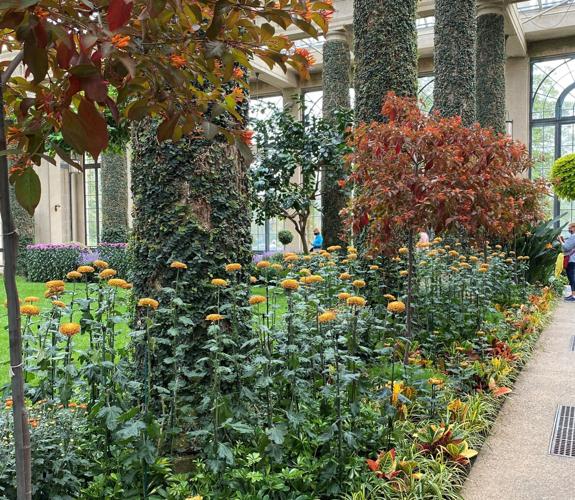 Longwood Gardens' chrysanthemum show has the world's 2nd-largest mum ...
