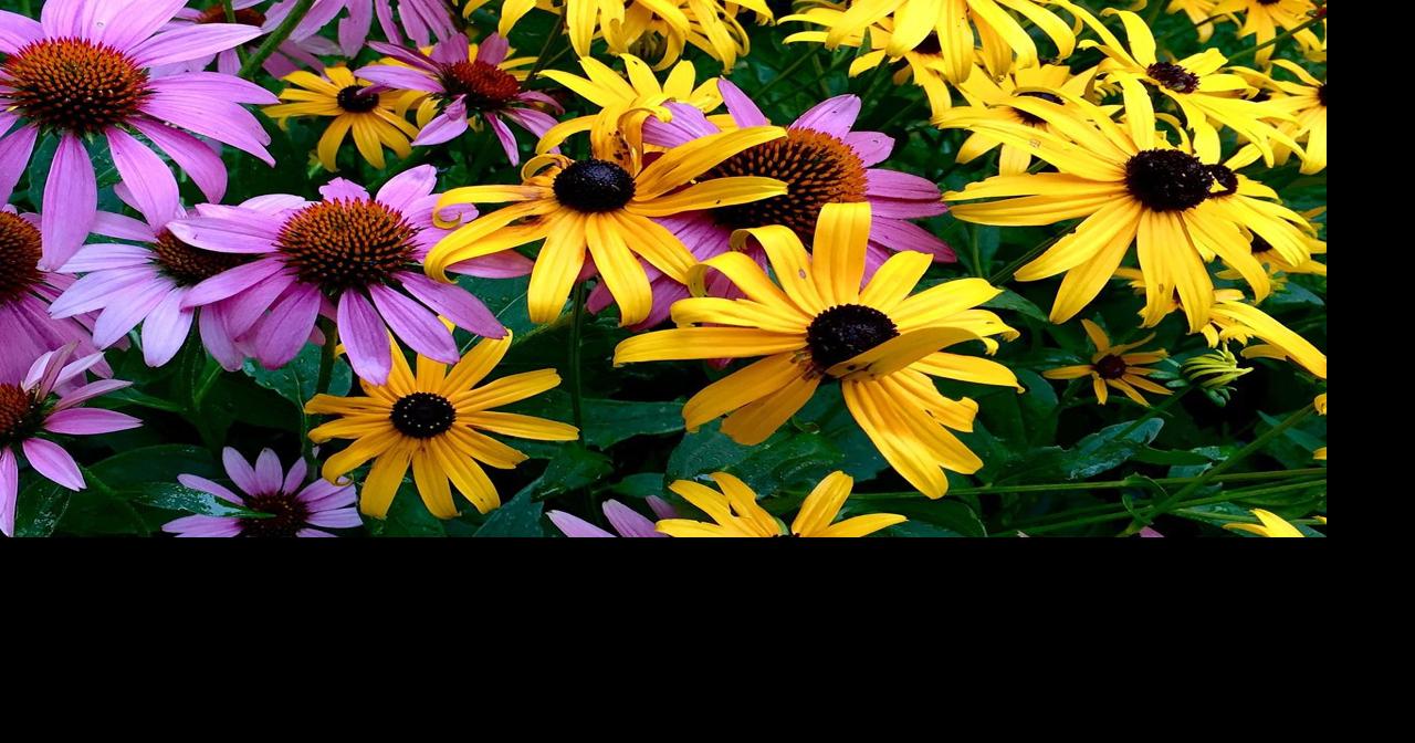 Perennial Plant Association cancels Lancaster symposium; Here are 10 ...
