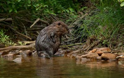 Through the Viewfinder: Busy beaver | Life & Culture | lancasteronline.com