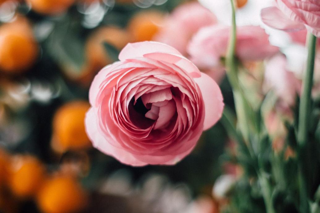 5 chances to learn about gardening, make something plant-themed in ...