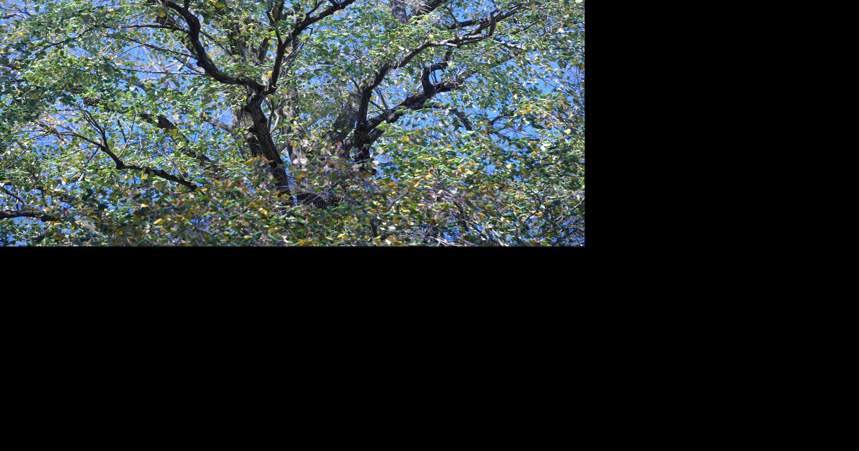 Lancaster's biggest arboretum has 1,200 trees, 2 state champions and is ...