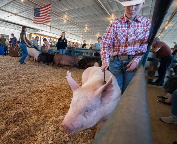 Antique tractor pulls and swine judging highlight Thursday's events at ...