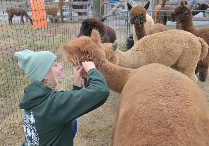 Adventures for all at an alpaca open house in Mount Joy Township ...