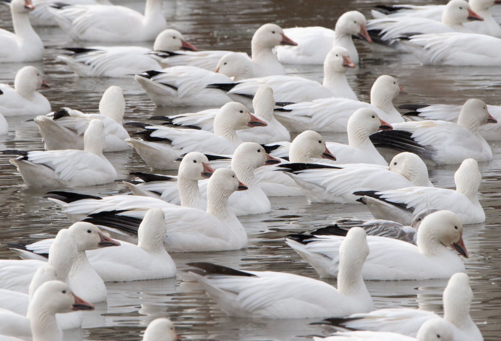 Snow geese visit South Centerville Road pond Thursday [photos] | Local ...