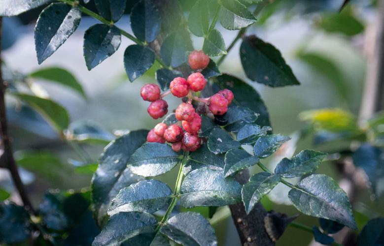 A 'Godfather' fig and a numbing pepper tree: 5 unique edible plants you ...