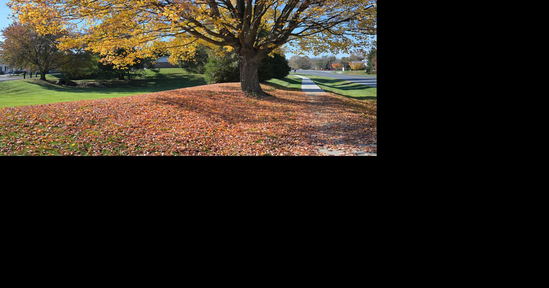 Fall foliage colors are fading; here's where to see some of the last ...