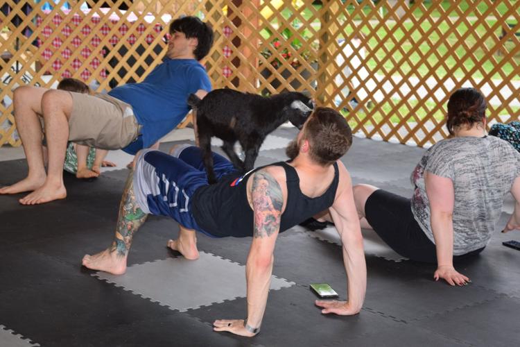 Goat yoga, starring 14 baby pygmy goats, is baa-ck in Lancaster County ...