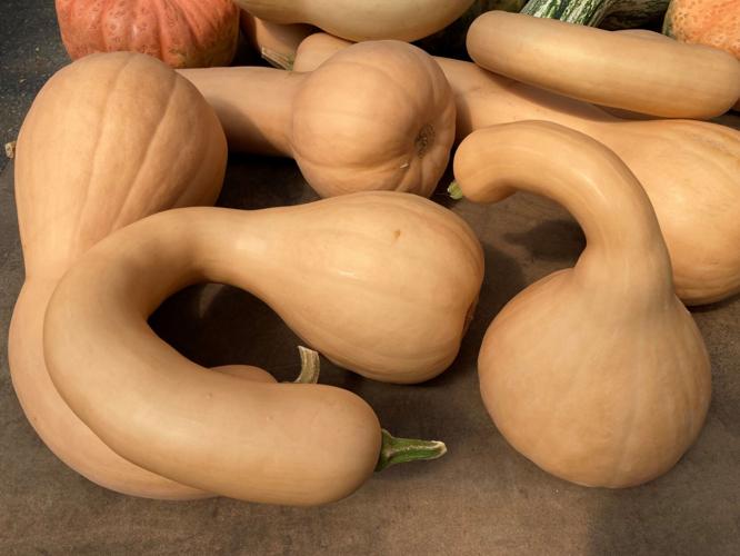 how to cook gooseneck pumpkin
