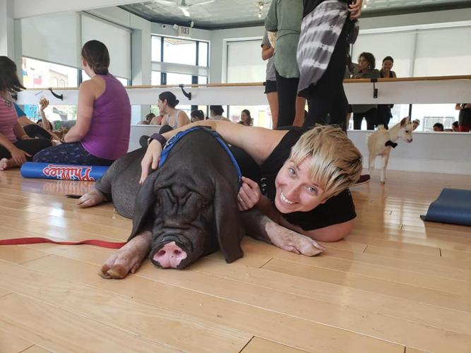 Pig yoga, starring Lancaster County rescue pigs, is now a thing in ...
