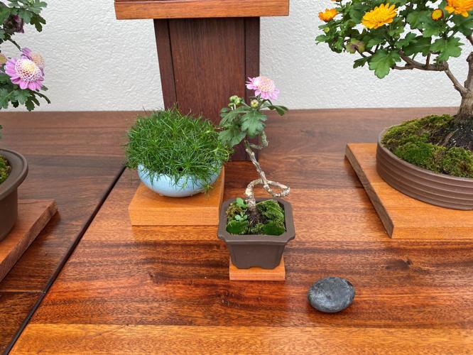 Longwood Gardens' chrysanthemum show has the world's 2nd-largest mum ...