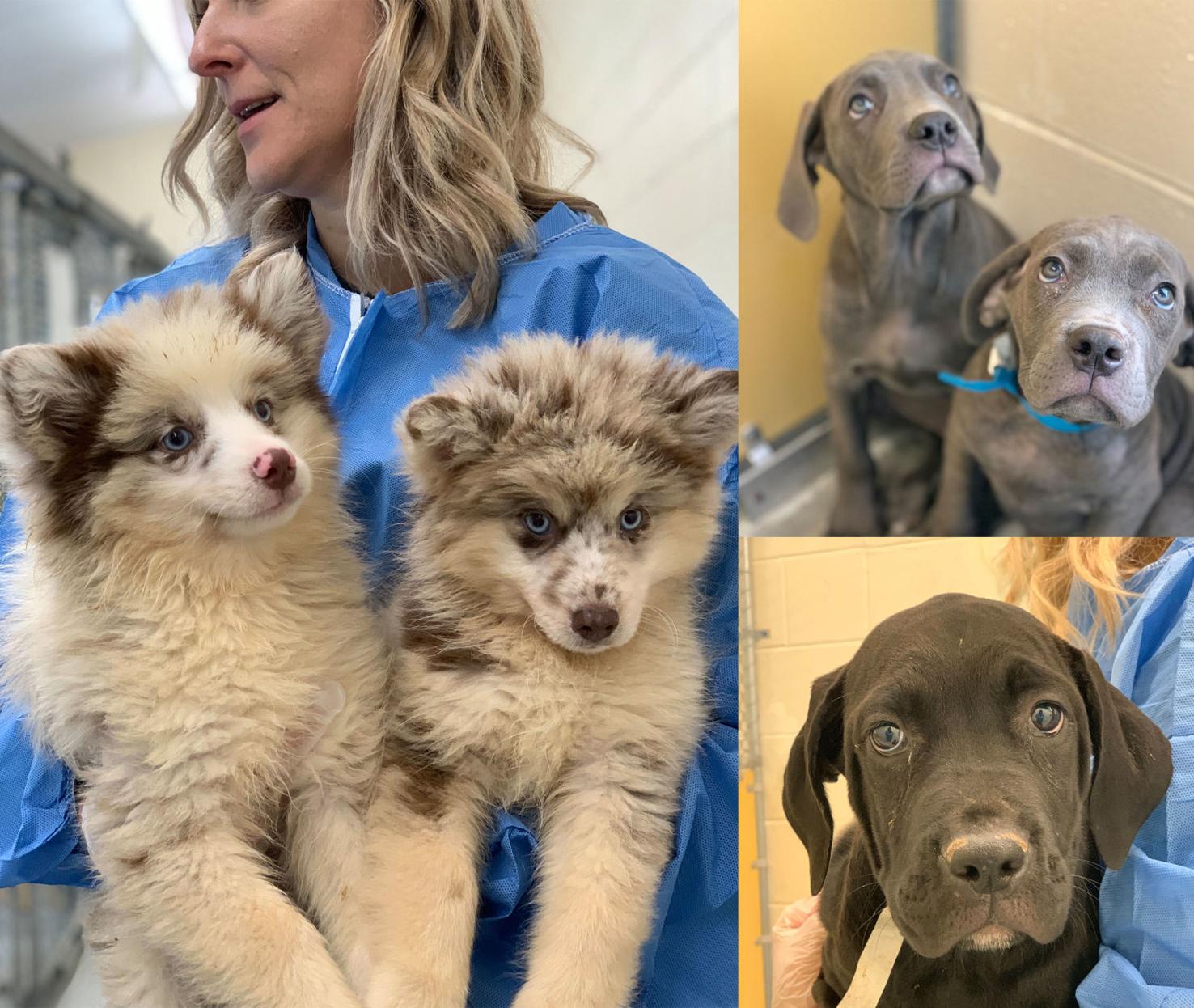 Narvon man charged with 84 counts of animal cruelty; PSPCA rescued 55 ...