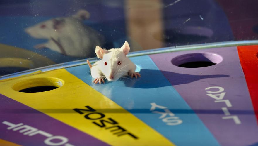 Oh, rats! New Holland Fair entertains with rides, rodents | News ...