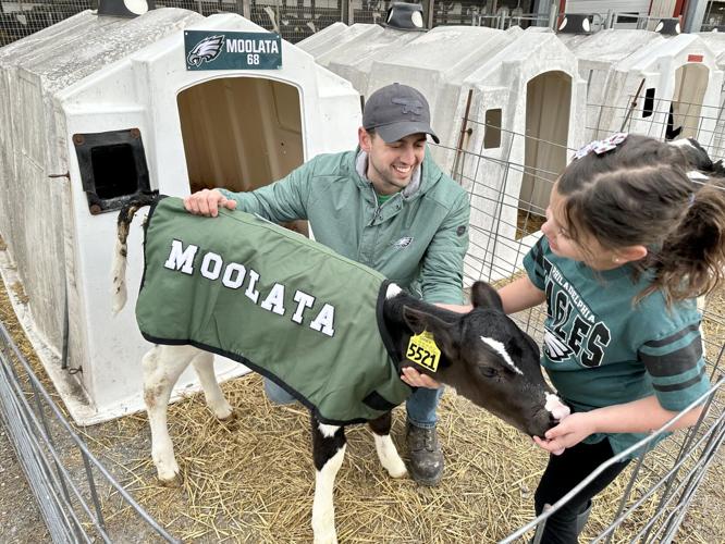 Meet Cowce and the other calves named after Eagles players at a Chester ...