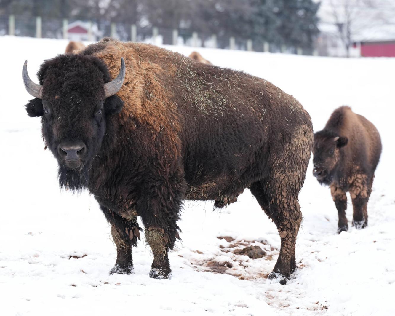 A look at Lancaster County's only large-scale bison farm: 'A wild ...