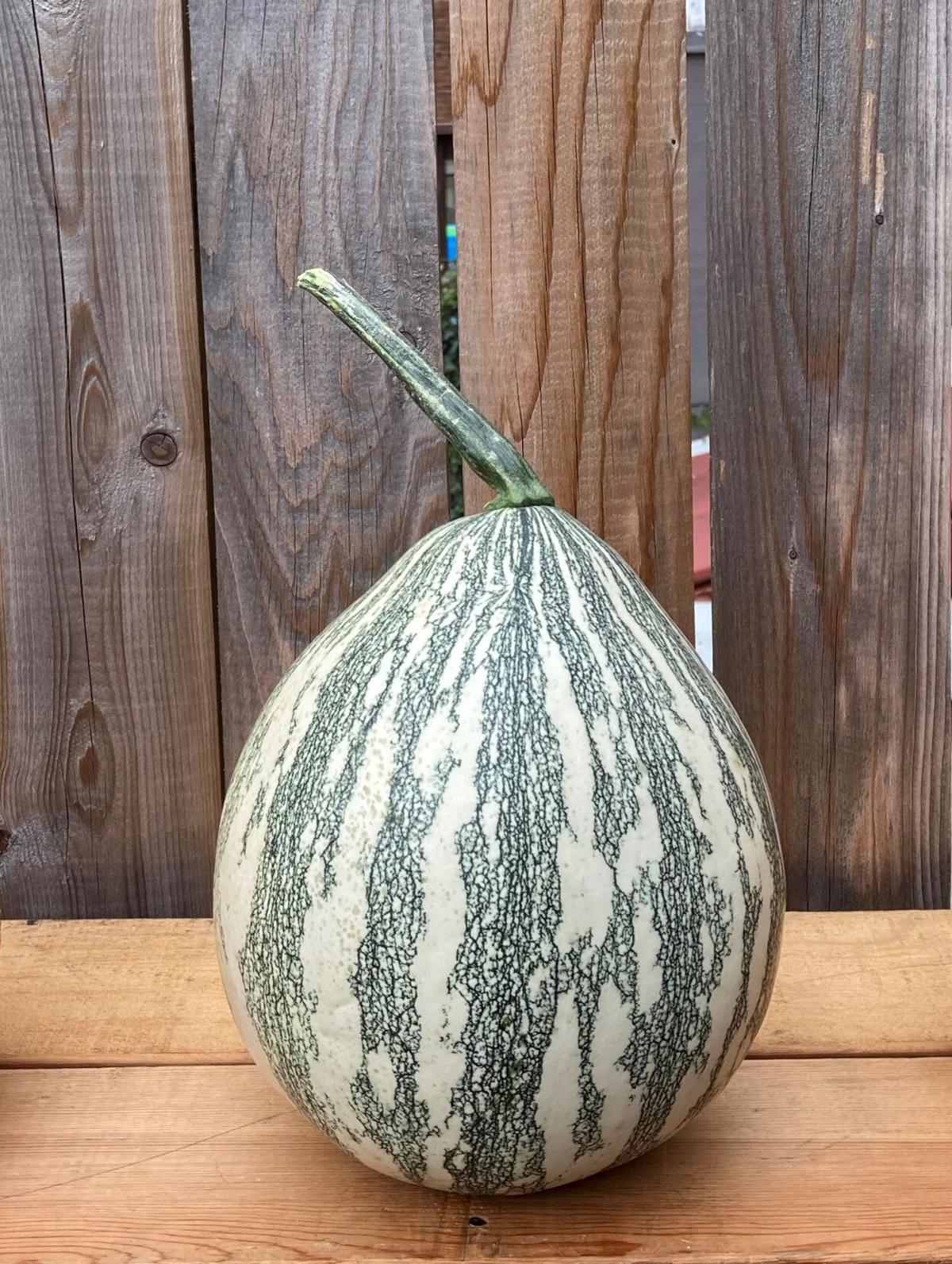 A guide to eight varieties of locally grown winter squash, including ...