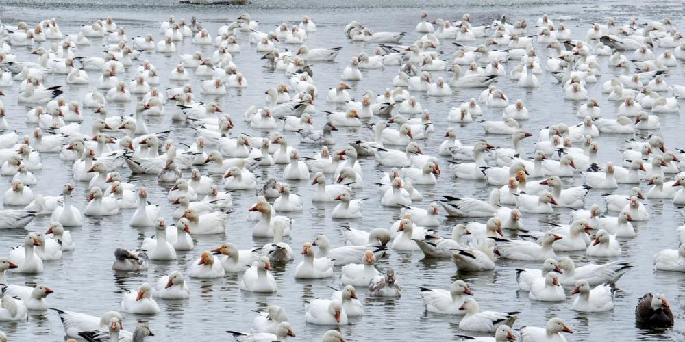 Snow geese visit South Centerville Road pond Thursday [photos] | Local ...
