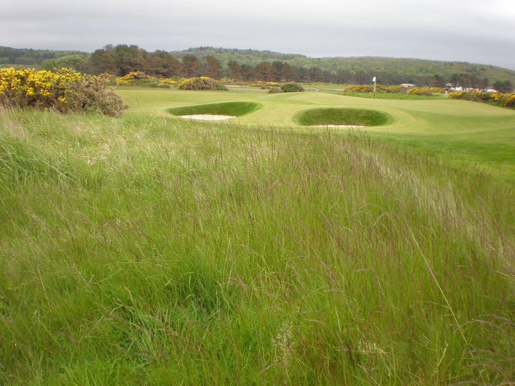 What you need to know about the low-mow grass you only need to cut once ...