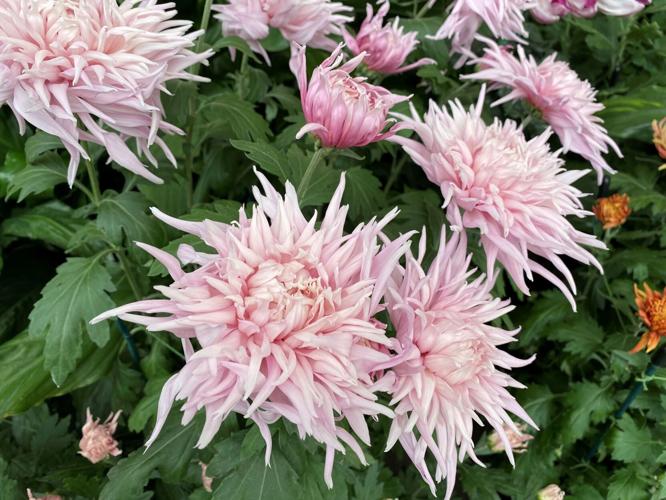 Longwood Gardens' chrysanthemum show has the world's 2nd-largest mum ...