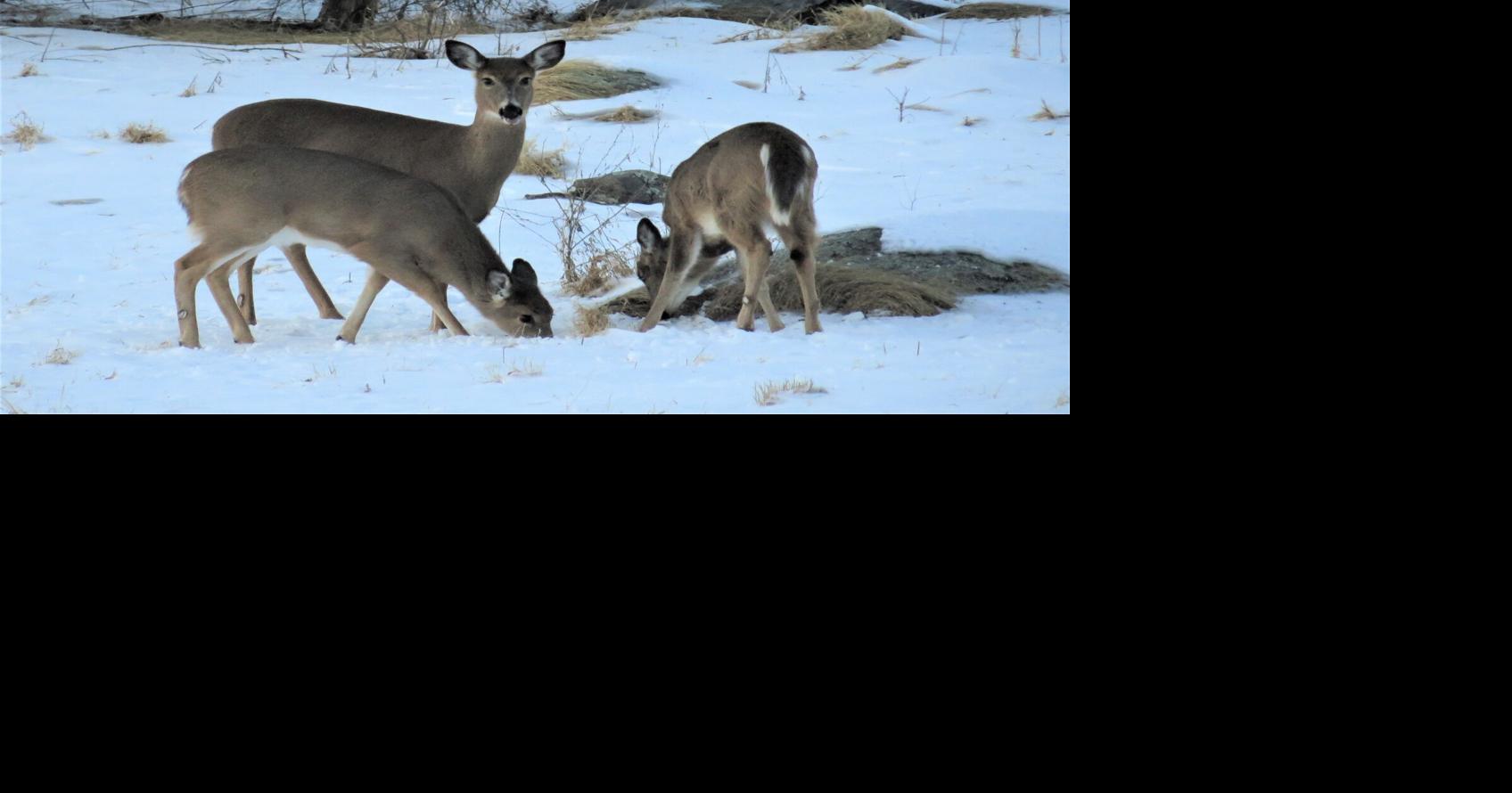 Leftover doe tags go on sale Monday; Tell us what you think of the new ...