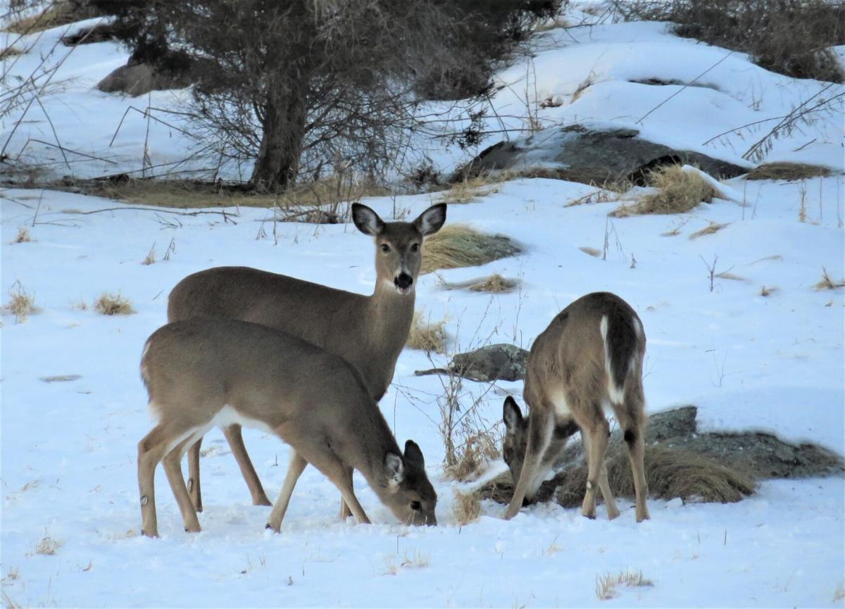 Leftover doe tags go on sale Monday; Tell us what you think of the new ...