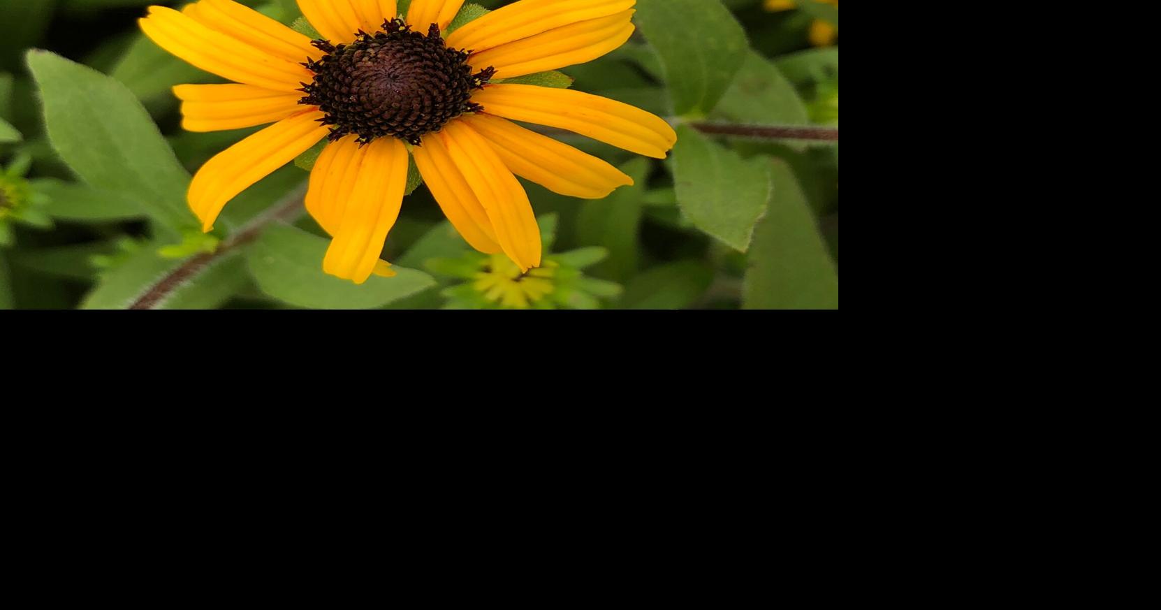 Black-eyed Susan offers a bright spot for pollinators [Master Gardener ...