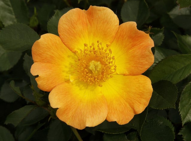 For less troublesome roses, try shrub varieties | Lifestyle ...