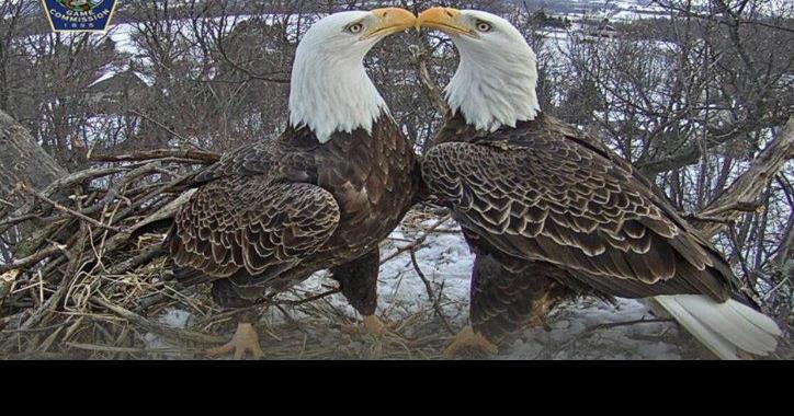 VIDEO: The eagles spotlighted in NBC Nightly News segment | News ...