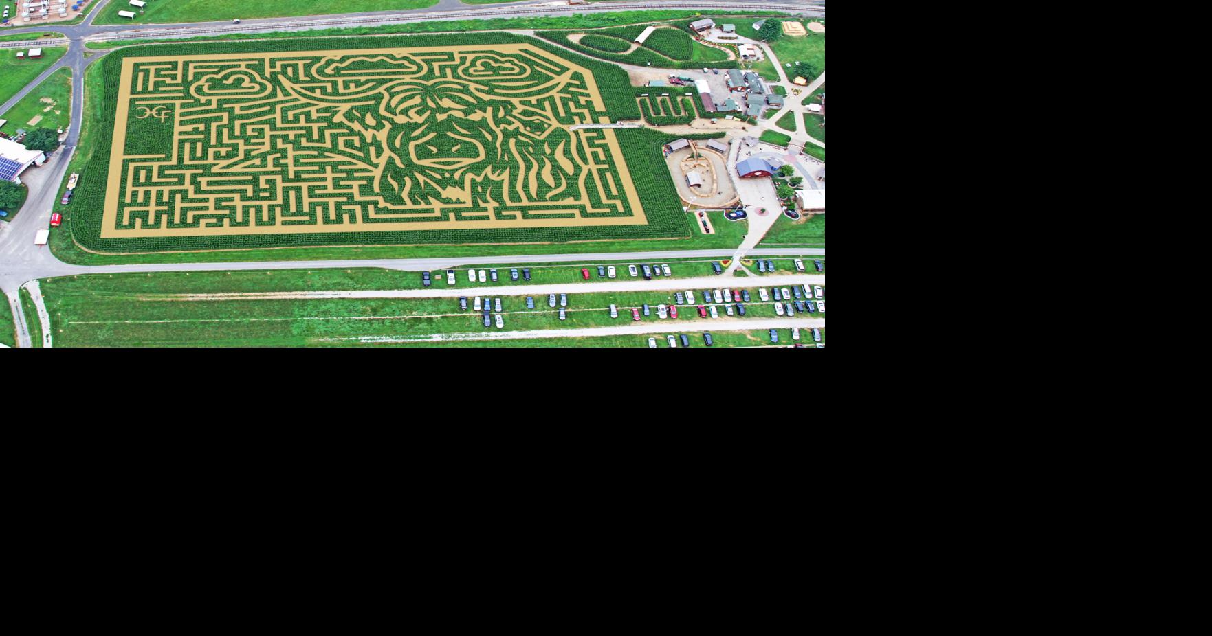 Cherry Crest Adventure Farm debuts cow-themed corn maze this week ...