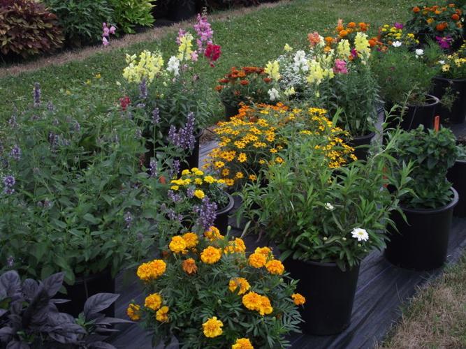 Penn State flower trials take the guesswork out of gardening | Local ...