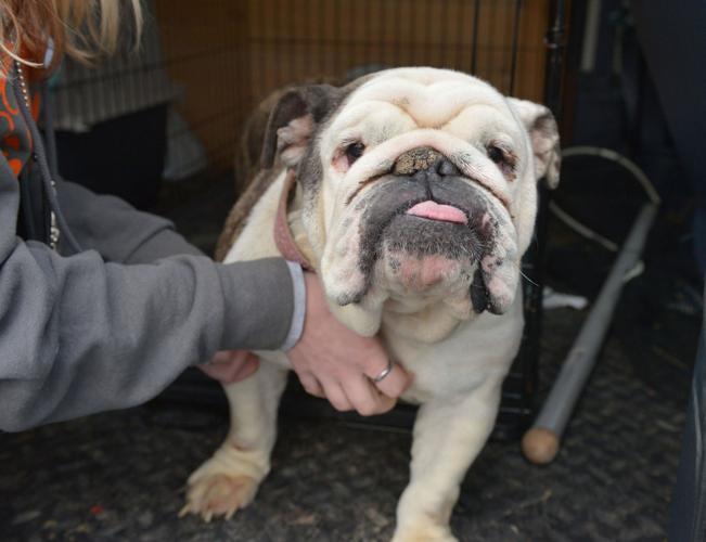 More than 50 dogs and counting: Animals seized from unlicensed breeding ...