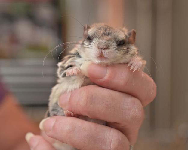 Acorn Acres Wildlife Rehabilitation is fundraising to facilitate a move ...
