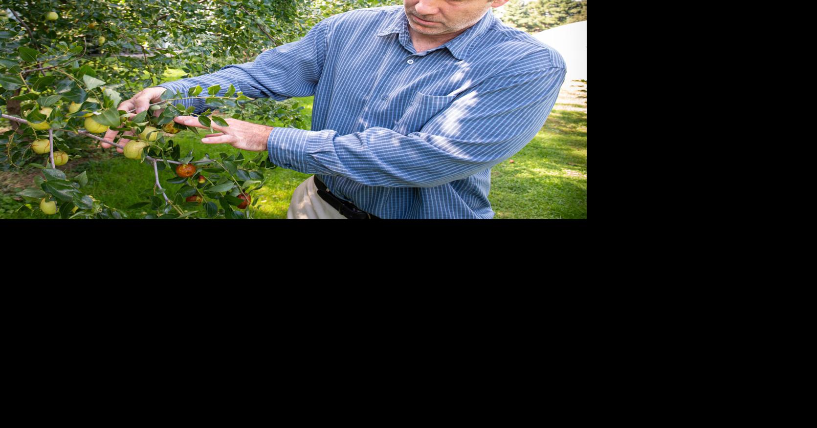 A 'Godfather' fig and a numbing pepper tree: 5 unique edible plants you ...