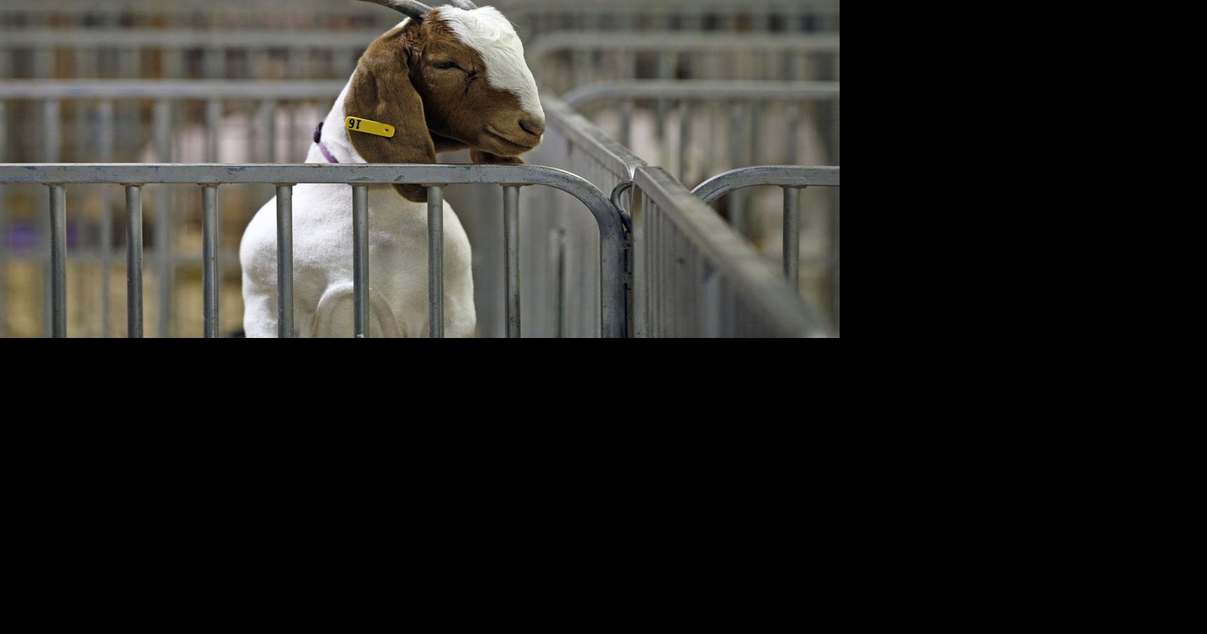 Last of the season, Manheim Farm Show continues with a business expo ...