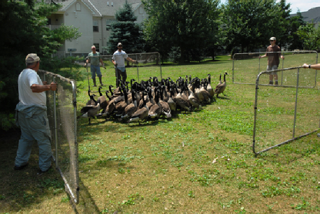 Goose roundup a big success | News | lancasteronline.com