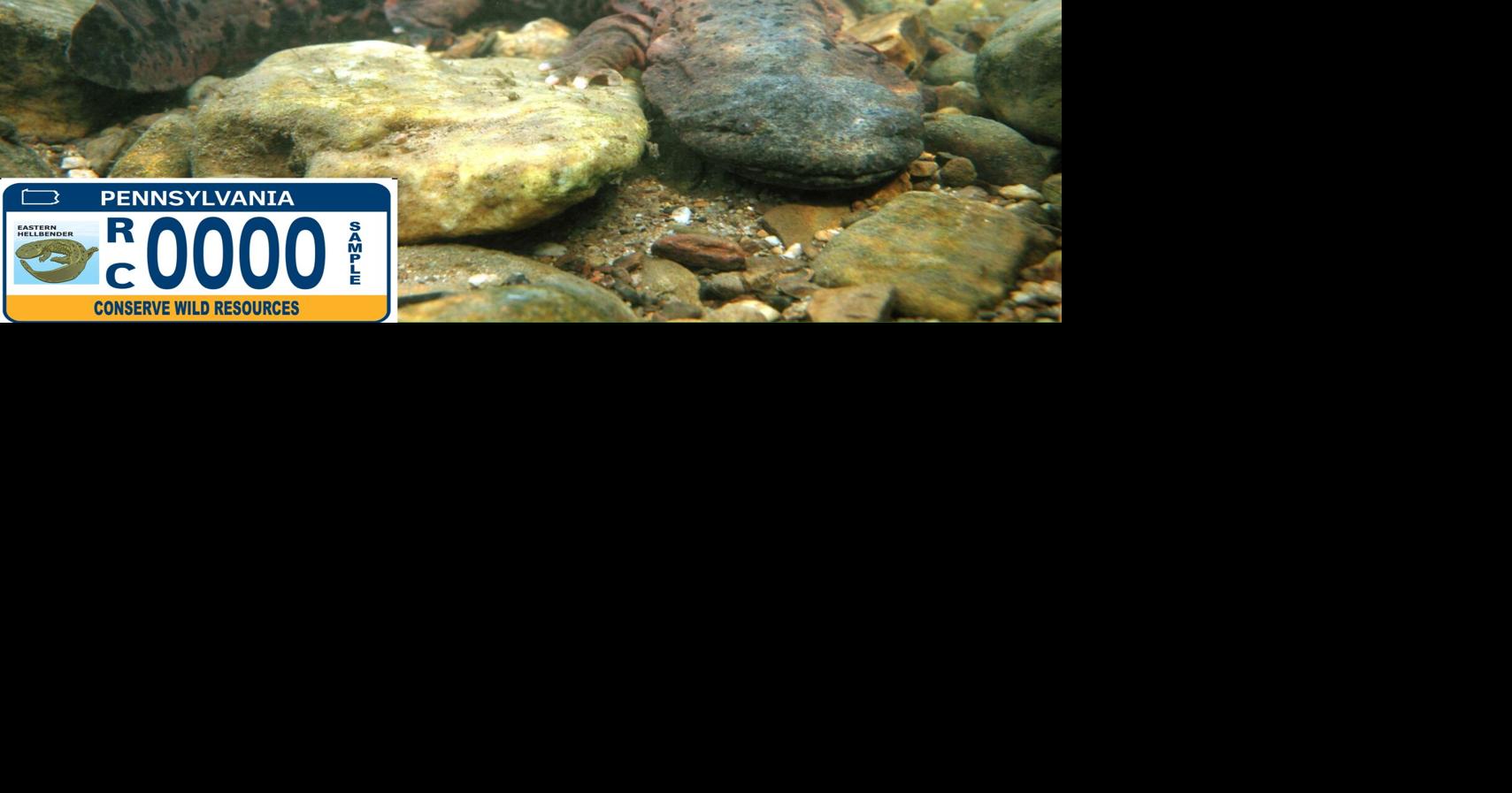 New Eastern Hellbender license plate supports efforts to save ...
