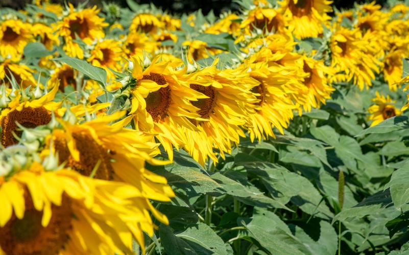 5 acres of sunflowers in bloom at Leabrook Ag's Sunflower Safari ...