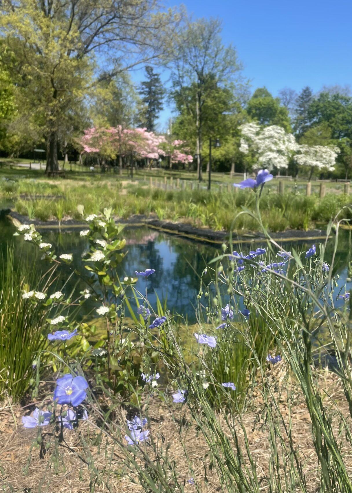 10 things to know about the Long's Park wetlands | Home & Garden ...
