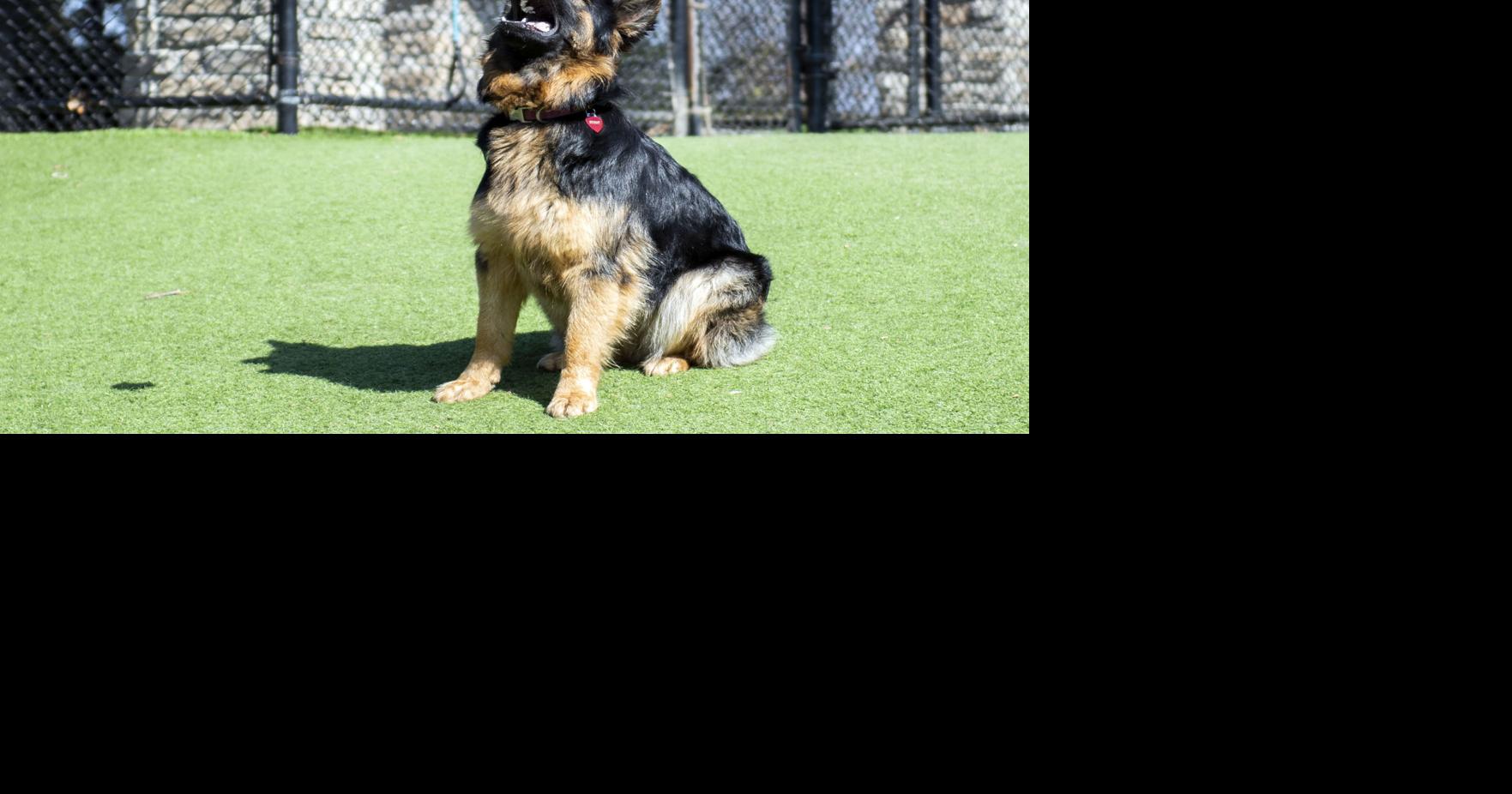 How to keep your pets safe during a heat wave | Local News ...