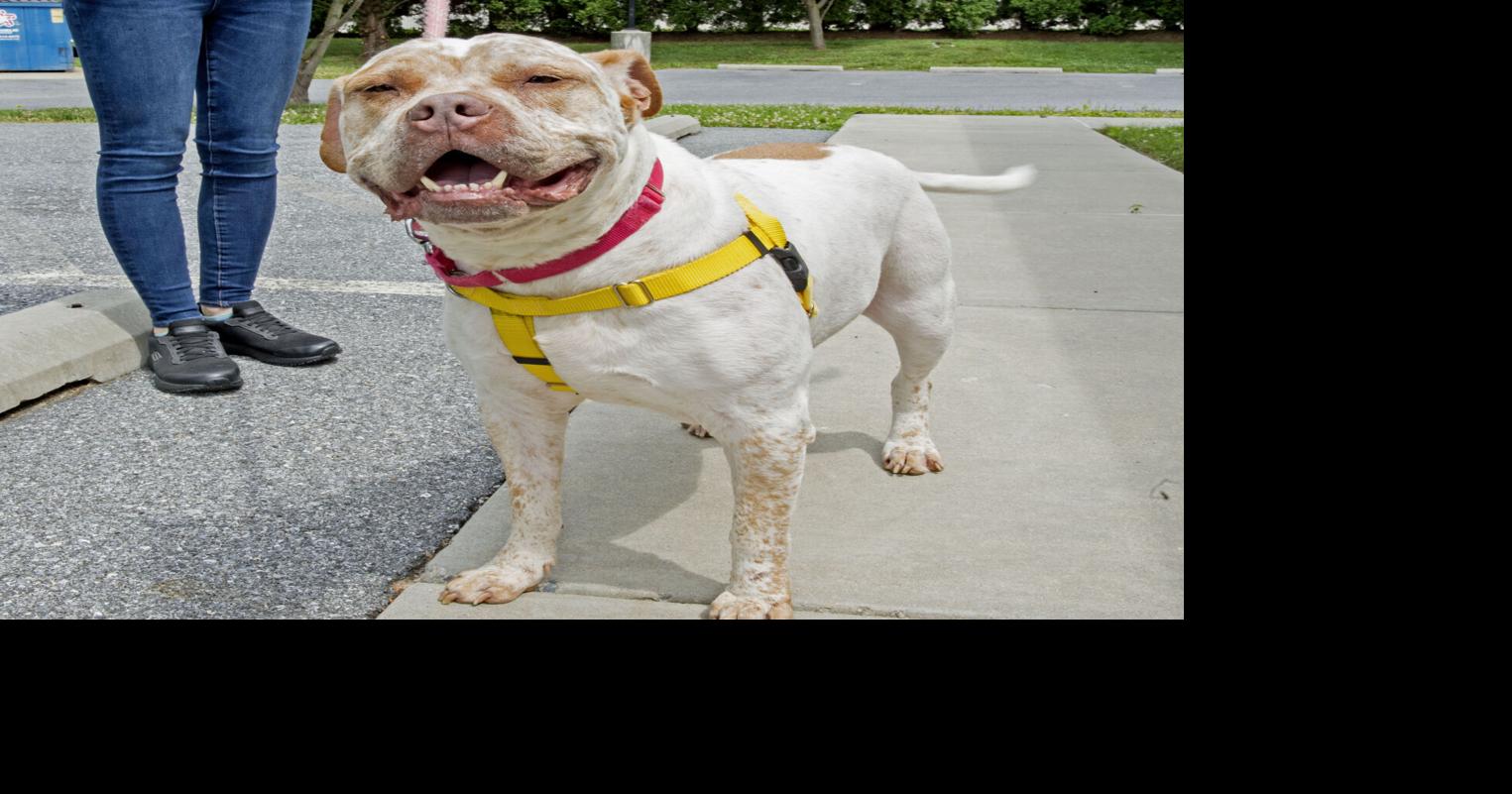 Lancaster SPCA to offer $10 adoptions Saturday | Local News ...