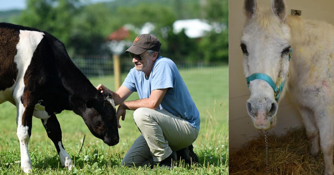 Former ‘Daily Show’ host Jon Stewart adopts Lily, the emaciated ...