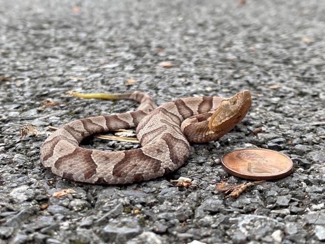 Here's what to know about copperheads in Lancaster County [Lancaster ...