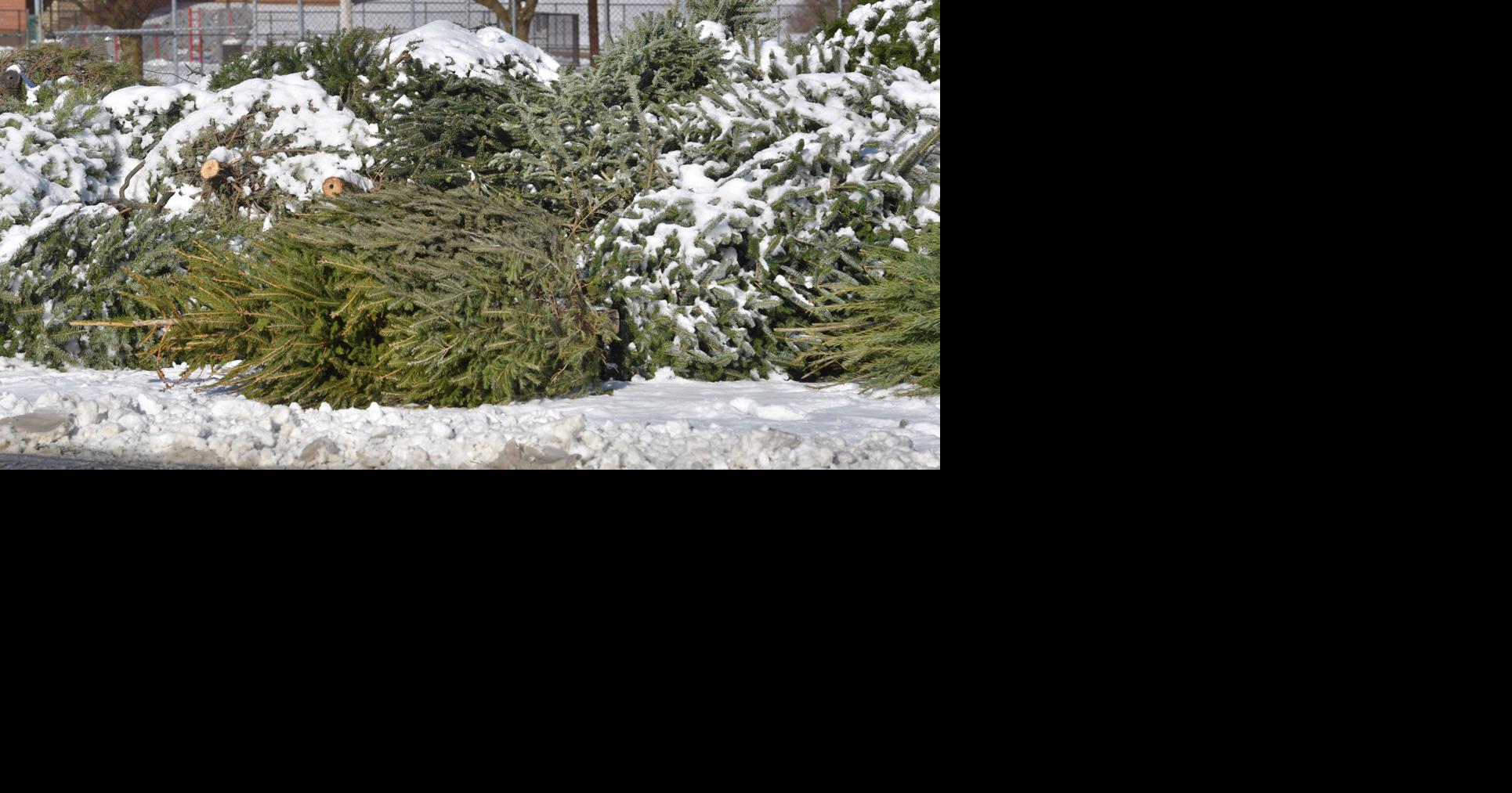 Used Christmas Trees 4.jpg | | lancasteronline.com