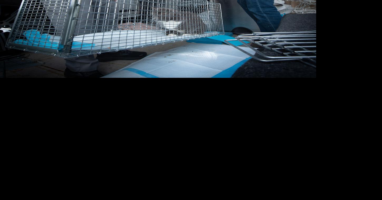 Columbia Cat Action Team holds cats before spaying and neutering ...